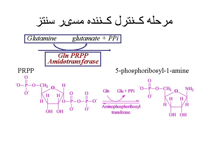 Nucleic Acid Metabolism Nucleotides Essential for all cells