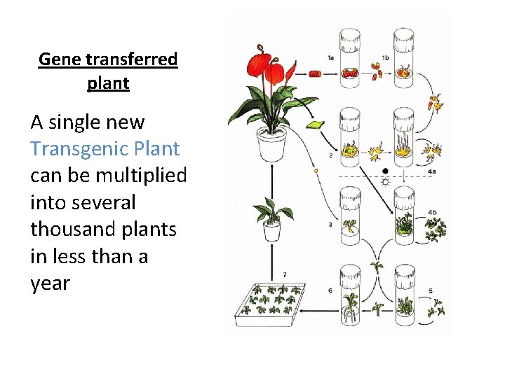 Agrobacterium Tumefaciens Mediated Gene Transfer What is Biotechnology