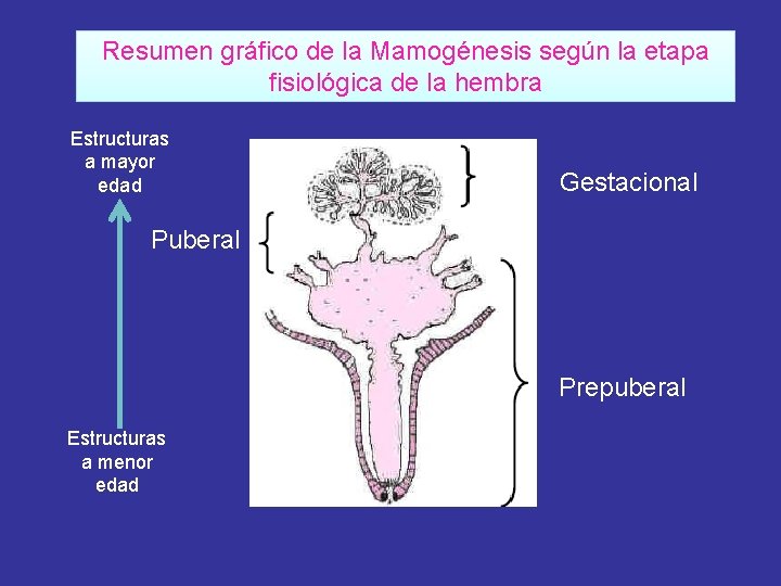 MAMOGNESIS Fisiologa de la Lactancia en Animales de
