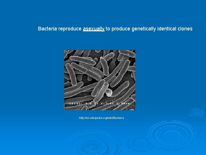 BY 2 4a b Reproductive Strategies There are