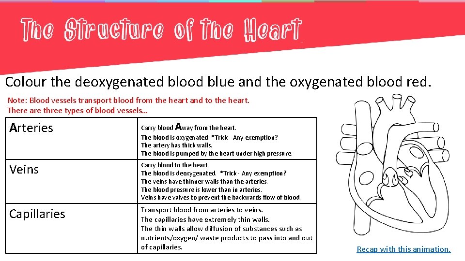 Describe the structure and function of the heart
