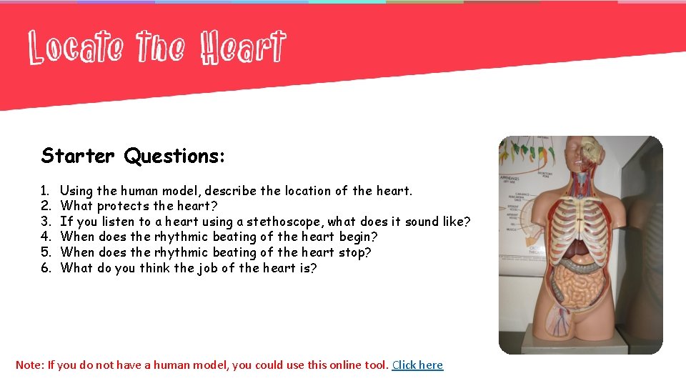 Describe the structure and function of the heart