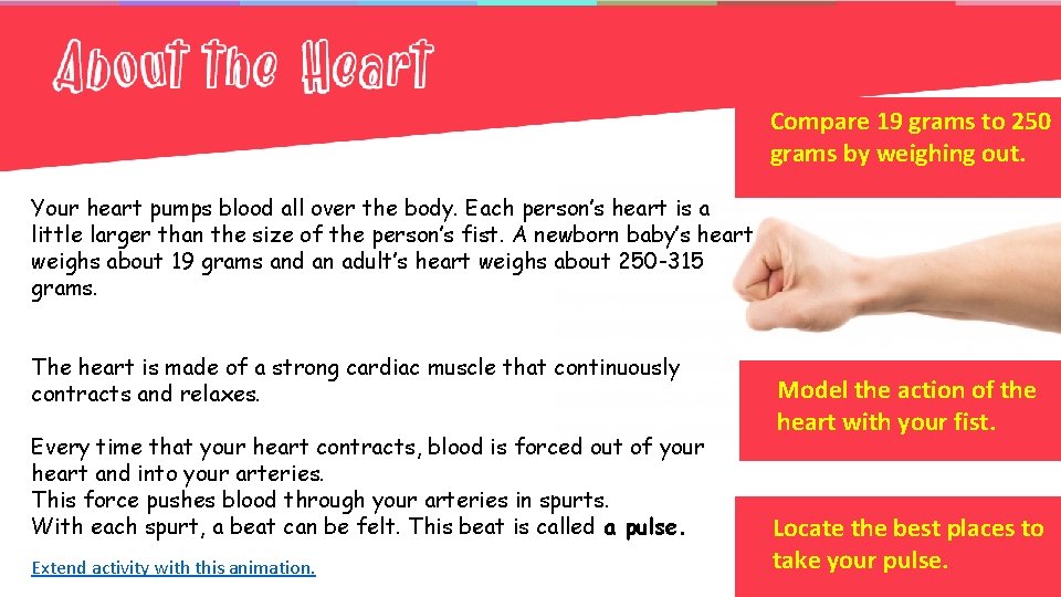 Describe the structure and function of the heart