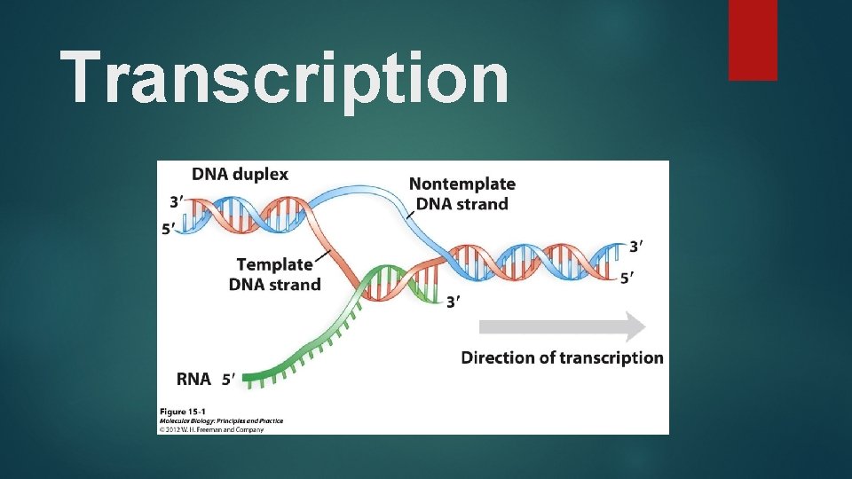 Transcription DNA Review DNA from all organisms is