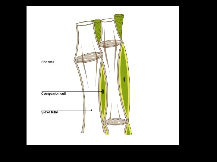 Label and annotate the phloem xylem and meristem