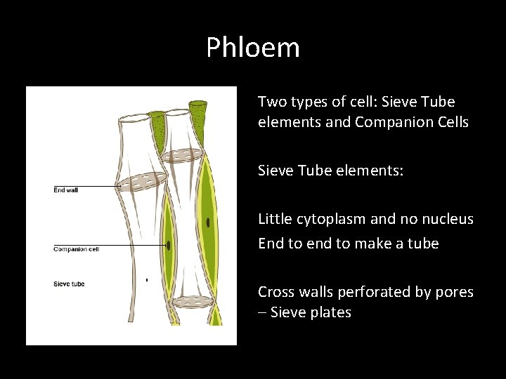 Label and annotate the phloem xylem and meristem