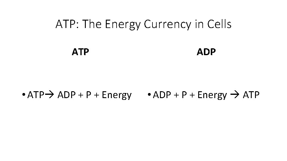 CH 4 Cellular Processes Biology 4 A Cellular