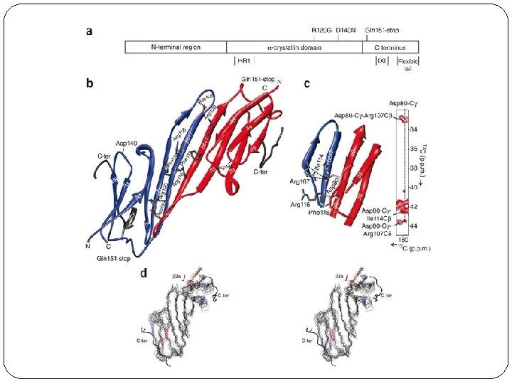 Small Heat Shock Proteins Meagen Bailey HSP OverviewStructure