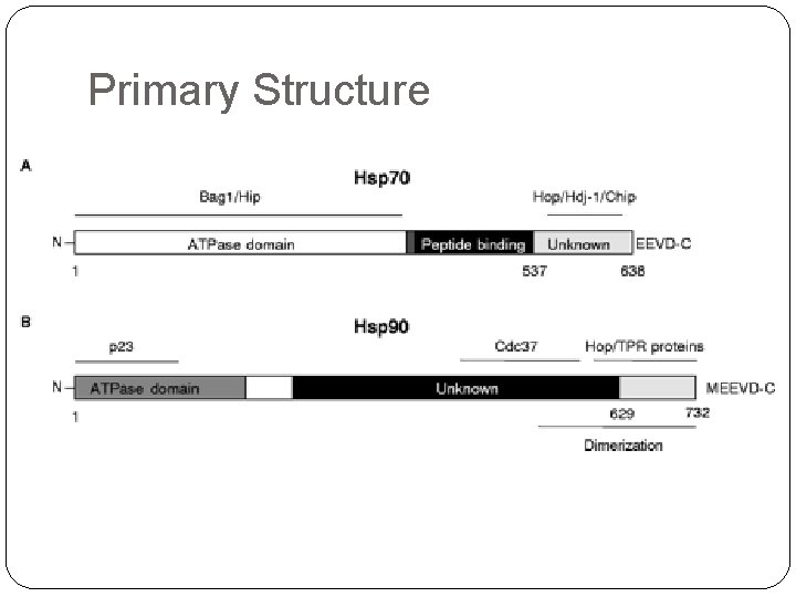 Small Heat Shock Proteins Meagen Bailey HSP OverviewStructure