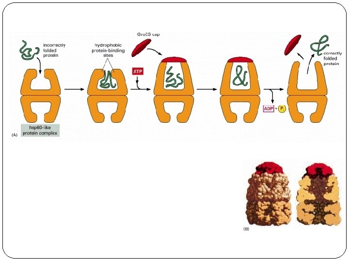 Small Heat Shock Proteins Meagen Bailey HSP OverviewStructure
