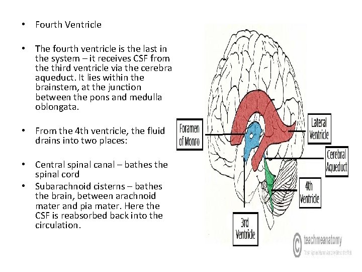Anatomy of Ventricles of Brain Ambuja Bhardwaj Overview