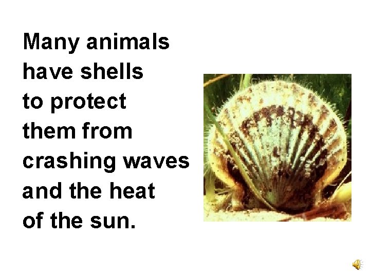 HABITATS Read each slide Look at each picture