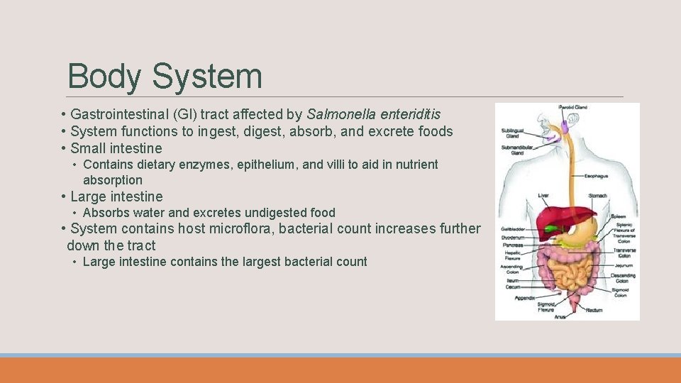 Body Systems Infection from Salmonella enteriditis DANIELLE SIDSWORTH