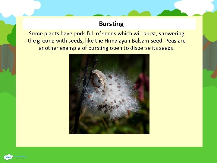 Seed Dispersal A task setting Powerpoint Pack about