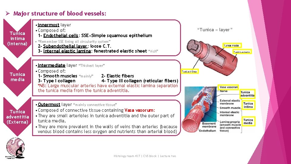 Histology of the blood vessel Red important Black