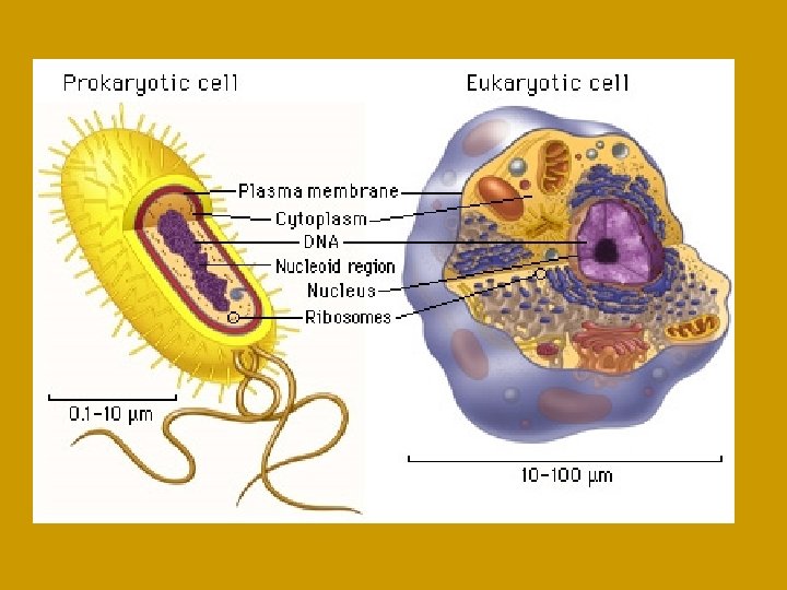INSIDE THE CELL Cell Diversity and Size INTERNAL