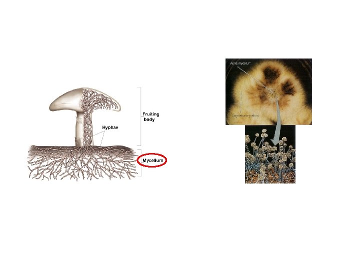 Introduction Observe the morphology of various cultivated fungi