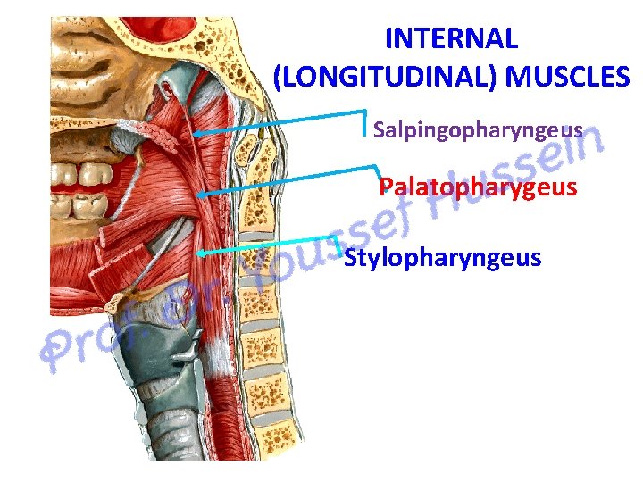 Pharynx Beginning Base of the skull Nose Mouth