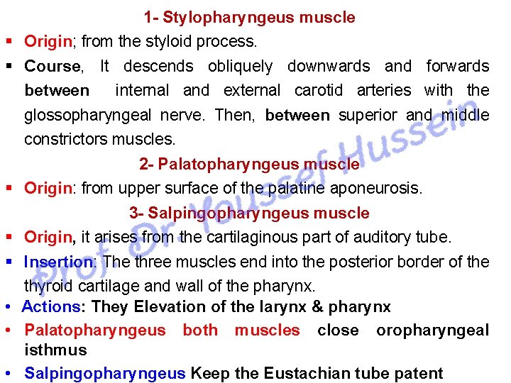 Pharynx Beginning Base of the skull Nose Mouth