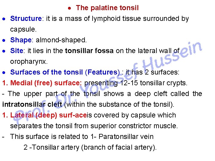 Pharynx Beginning Base of the skull Nose Mouth