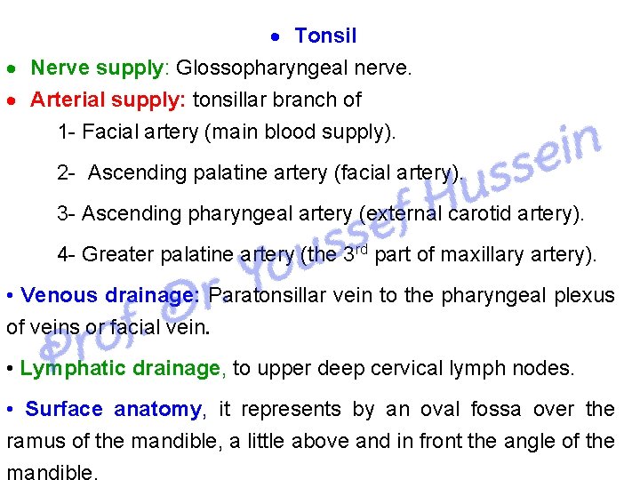 Pharynx Beginning Base of the skull Nose Mouth