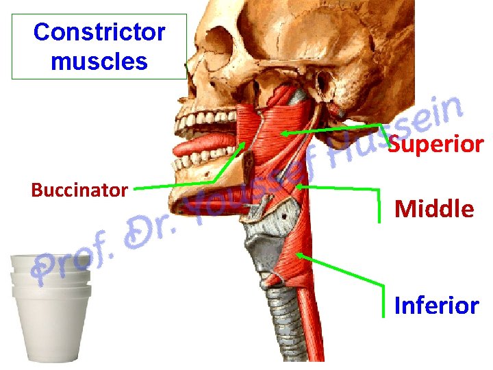 Pharynx Beginning Base of the skull Nose Mouth