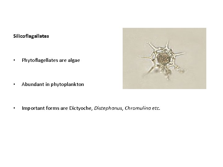 Phytoplankton The phytoplankton principal source of primary nutrition