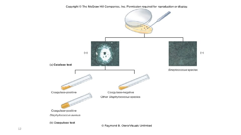 Gram positive and Negative Cocci Dr Baha Eldin