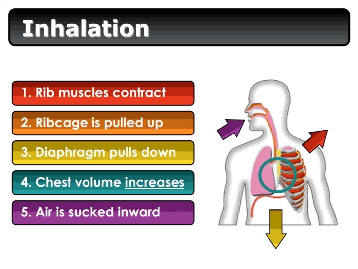 The Respiratory System Why does your body need