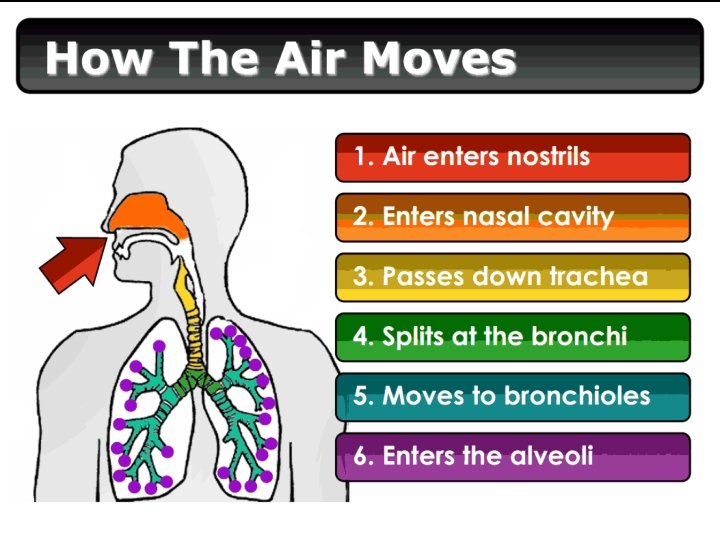 The Respiratory System Why does your body need