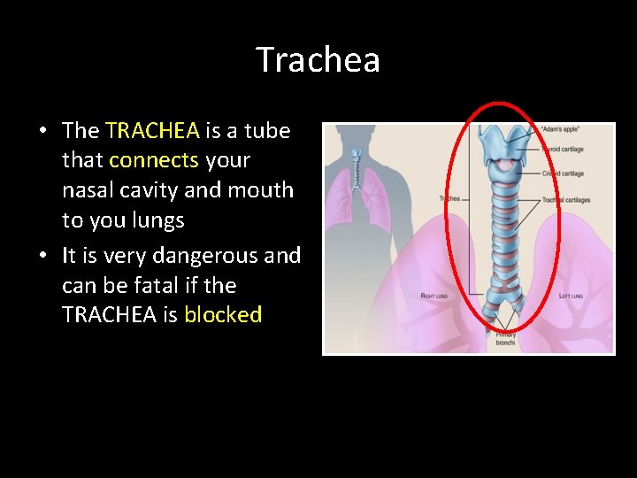 The Respiratory System Why does your body need