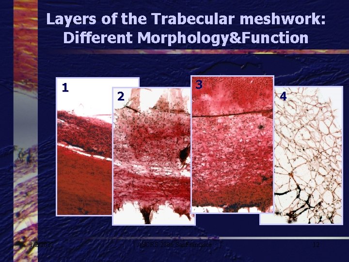 Samara State Medical University Regional Ophthalmic Hospital Samara