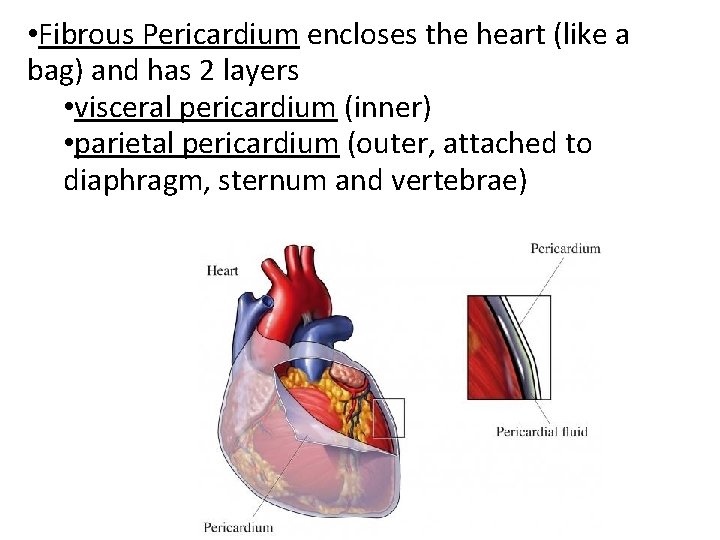 Cardiovascular System Cardiovascular System Function Uses blood to