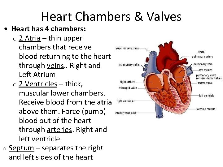 Cardiovascular System Cardiovascular System Function Uses blood to