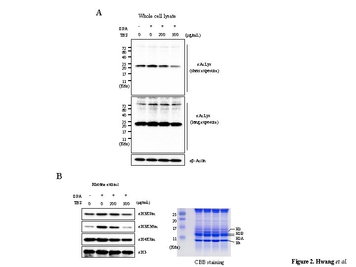 A B In vitro HAT assay 120 HAT