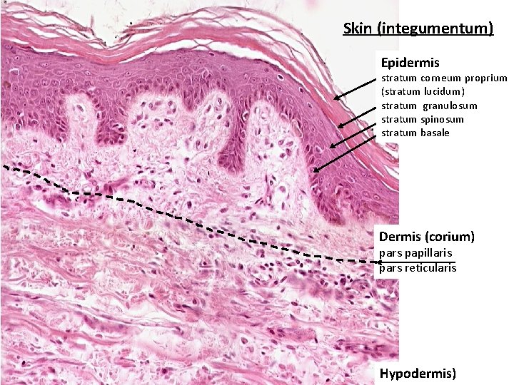 INTEGUMENTARY SYSTEM Skin thin type thick type Keratinized