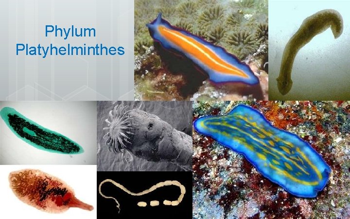 Phylum Platyhelminthes 1 2 Flatworms Softbodied animals with