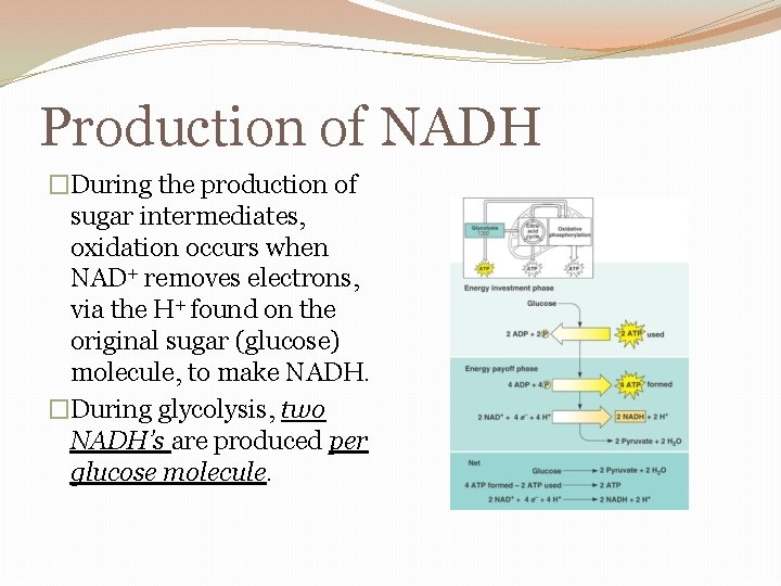 Cellular Catabolism Glycolysis Packet 26 Chapter 9 Introduction