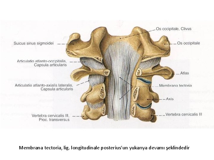 COLUMNA VERTEBRALIS EKLEMLER KAFA SKELETNN EKLEMLER JUNCTRAE CRANII