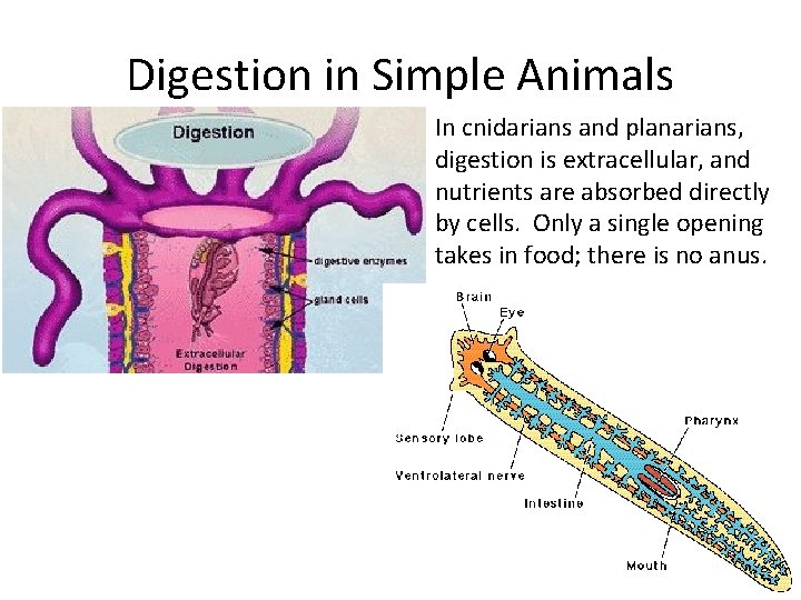 The Digestive System Do Now What is this