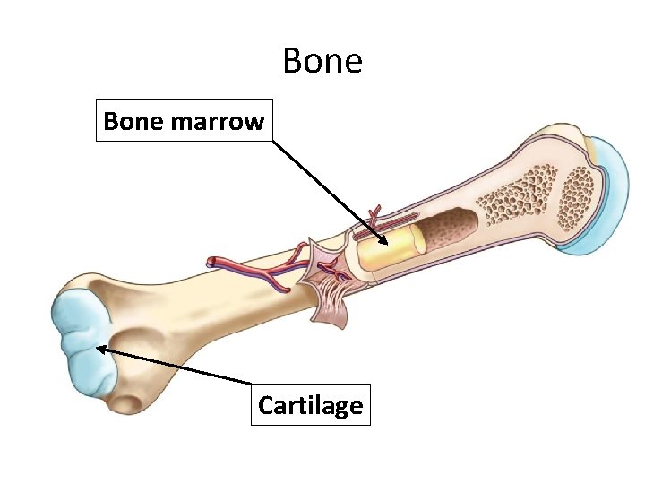 Objective SWBAT relate the parts of the skeletal