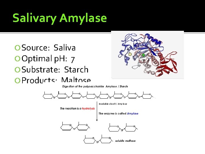 Ms Ragsdale Biology SL Digestion aka Lets talk