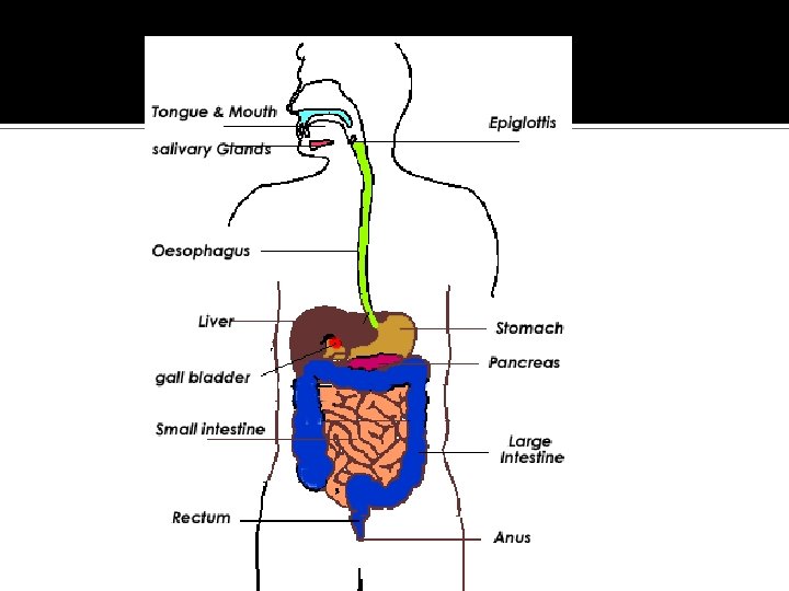 Ms Ragsdale Biology SL Digestion aka Lets talk
