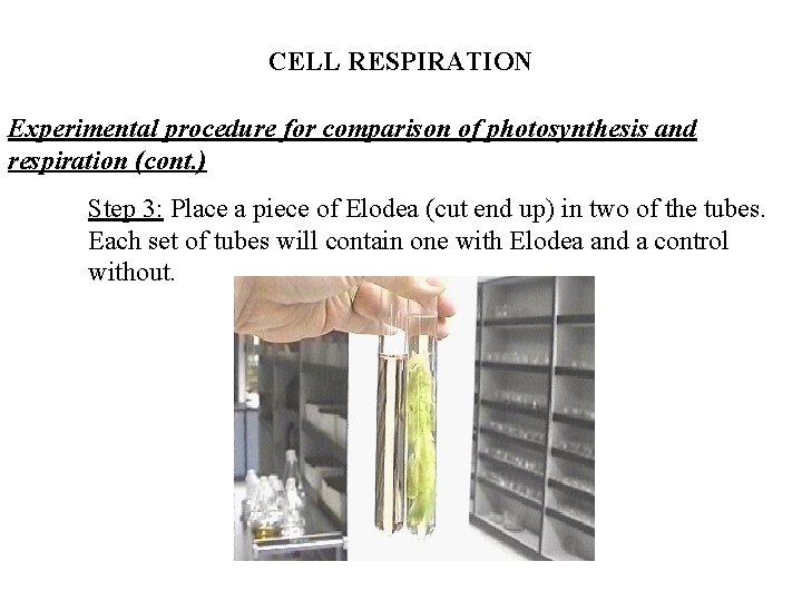CELL RESPIRATION Introduction to cell respiration laboratory This
