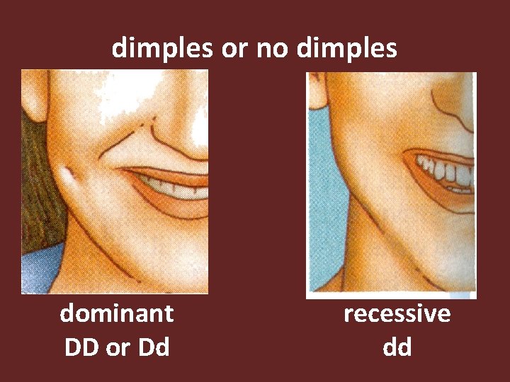 Human Traits Lab The characteristics that an organism