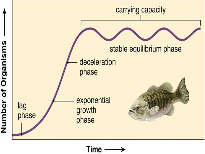 POPULATIONS Ecology How Populations Grow CHARACTERISTICS OF POPULATIONS