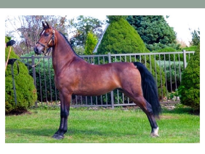 COMPETITIVE HORSE JUDGING Contest and Reasons Guide A