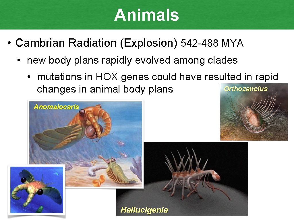 Animals Learning Objectives General Describe several characteristics common