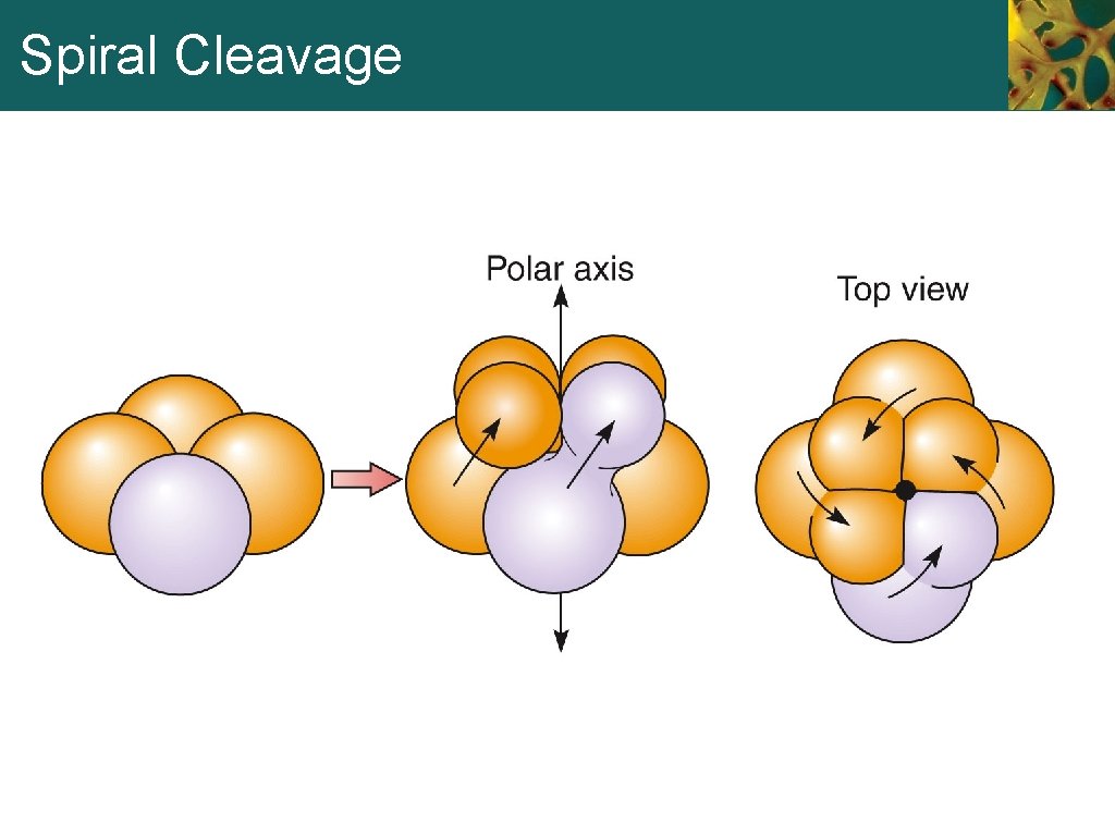 Animals Learning Objectives General Describe several characteristics common