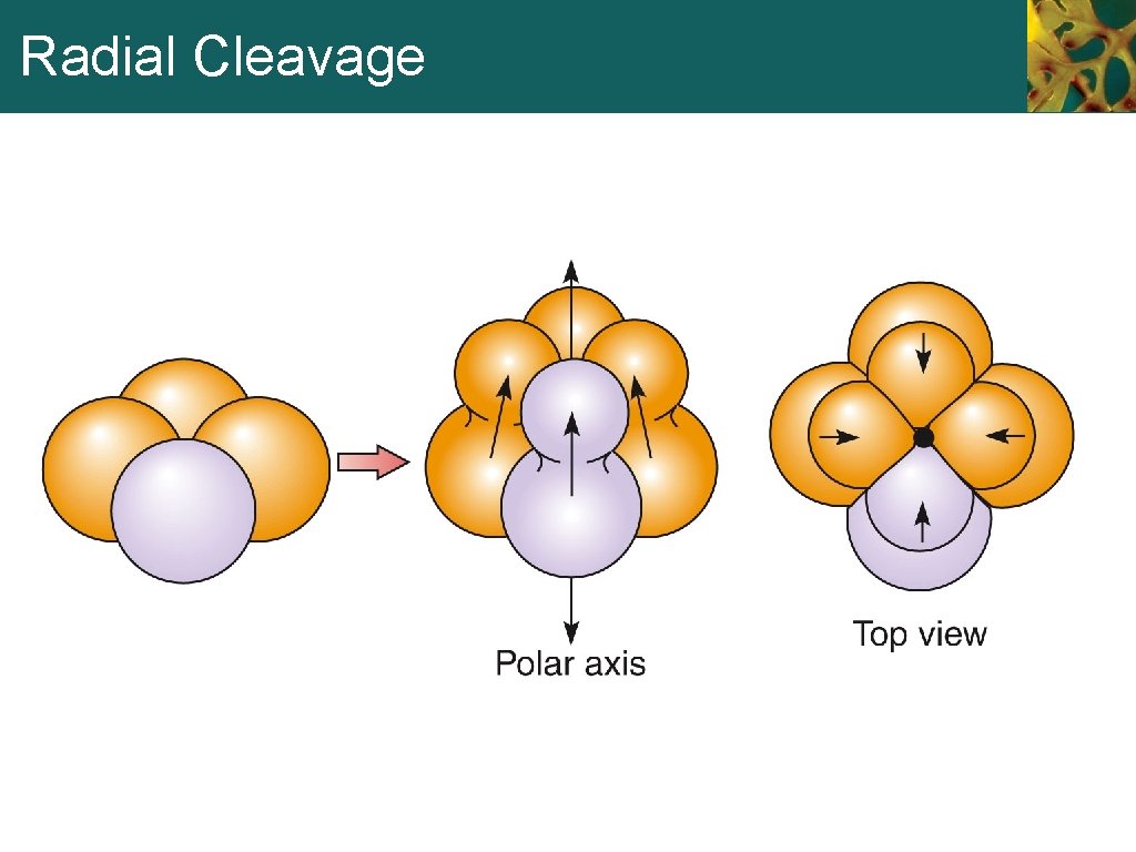 Animals Learning Objectives General Describe several characteristics common